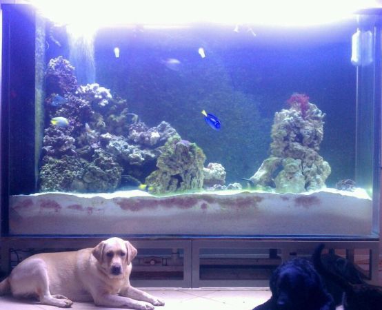 600 gallon Aquarium w\ steel stand – $3000 (Fallbrook) – giant aquariums