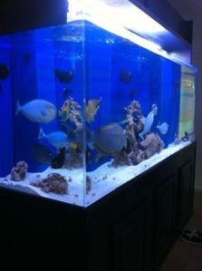 400 Gallon Fish Tank w/ Stand & Canopy – $6000 (Redondo beach) – giant ...