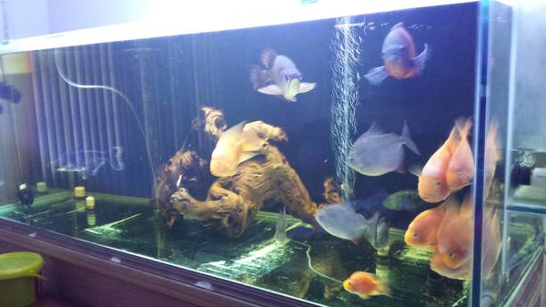 500 gallon glass fish tank – $1500 (holiday,fl) – giant aquariums