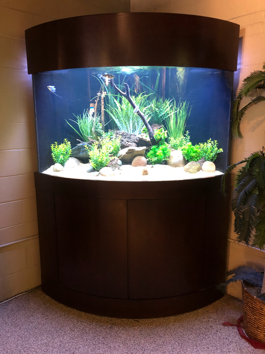 Outstanding Bowfront and Cube 200gallons each, at the Fish Gallery ...